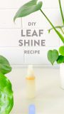 DIY Leaf shine recipe - LAurenrdaniels